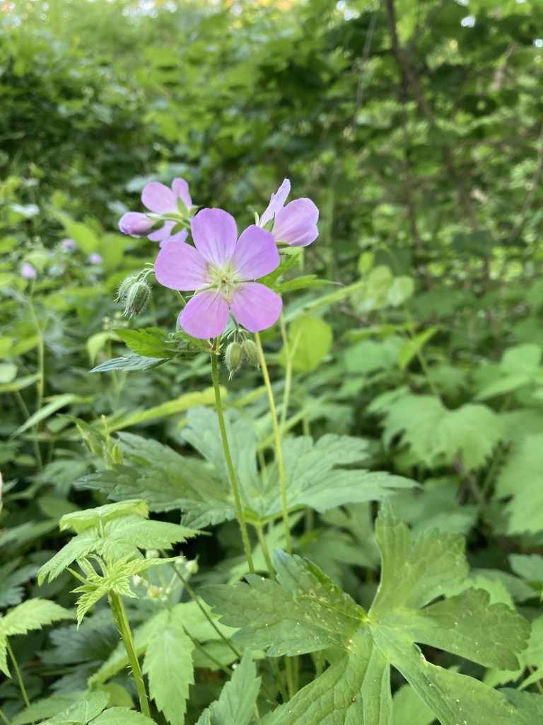 wild geranium from W River Pkwy, Minneapolis, MN, US on May 25, 2023 at ...