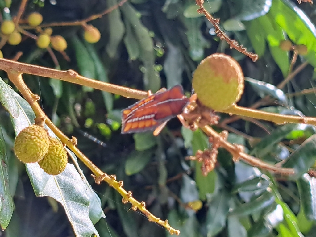 Lychee Stink Bug from 743台灣台南市山上區新莊里 on May 26, 2023 at 09:14 AM by 曾俊明 ...