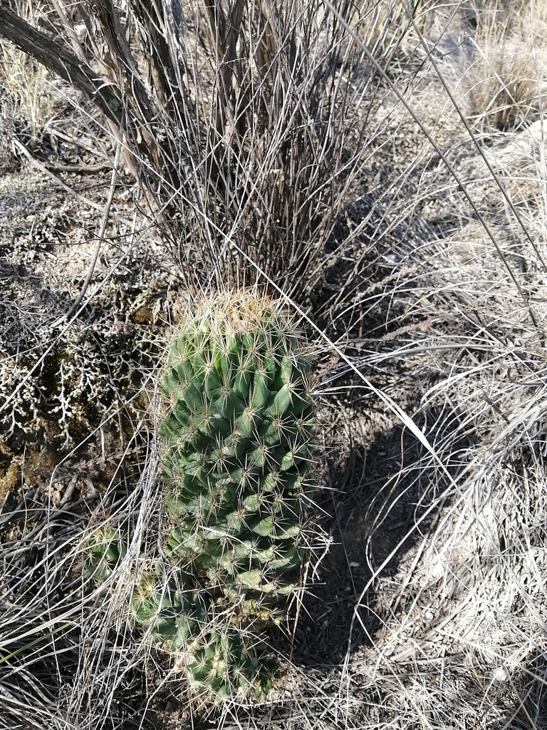 Coryphantha octacantha in April 2023 by Pau Guarneros · iNaturalist
