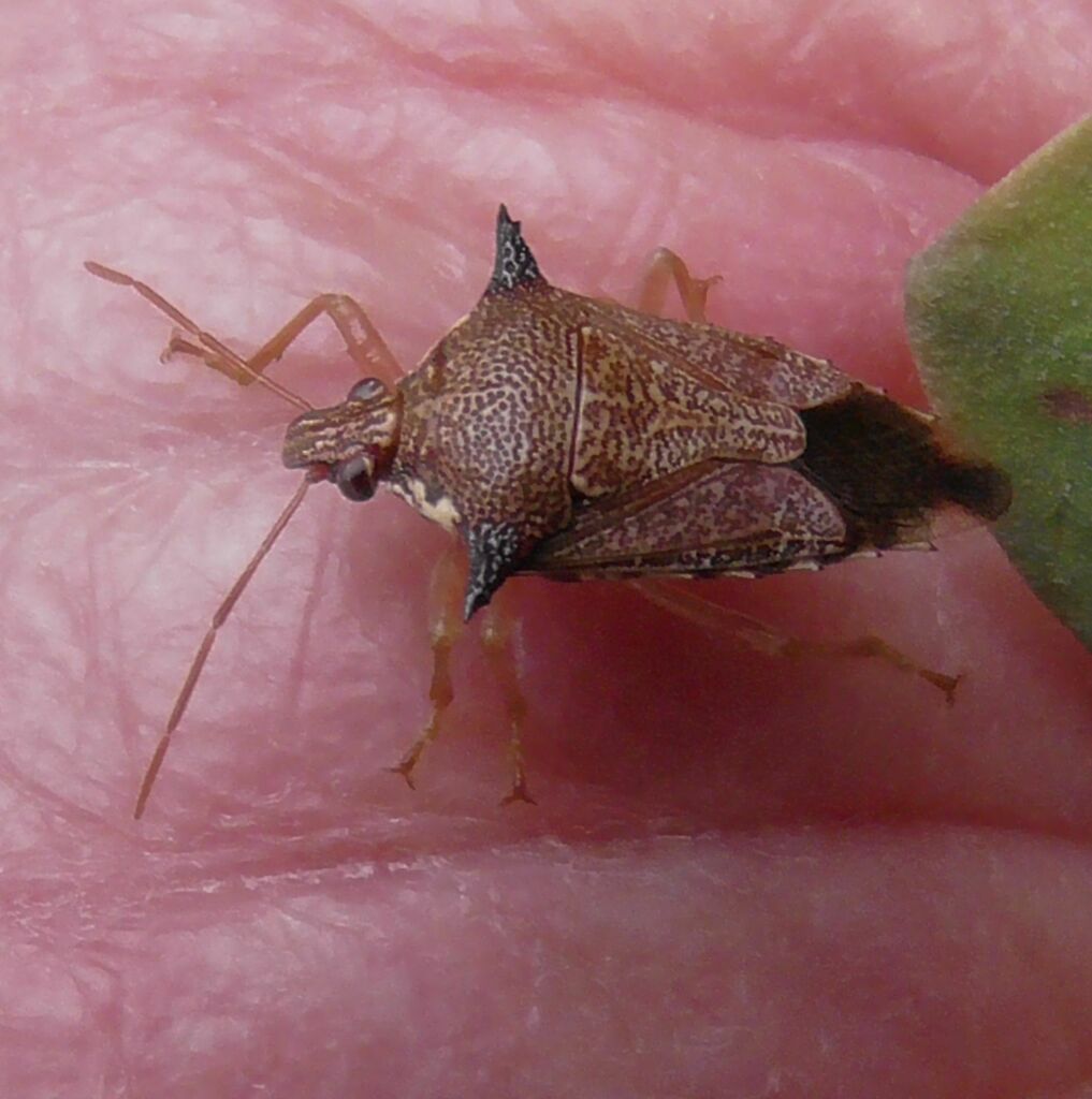 Eocanthecona from Watsonville QLD 4887, Australia on May 25, 2023 at 04 ...