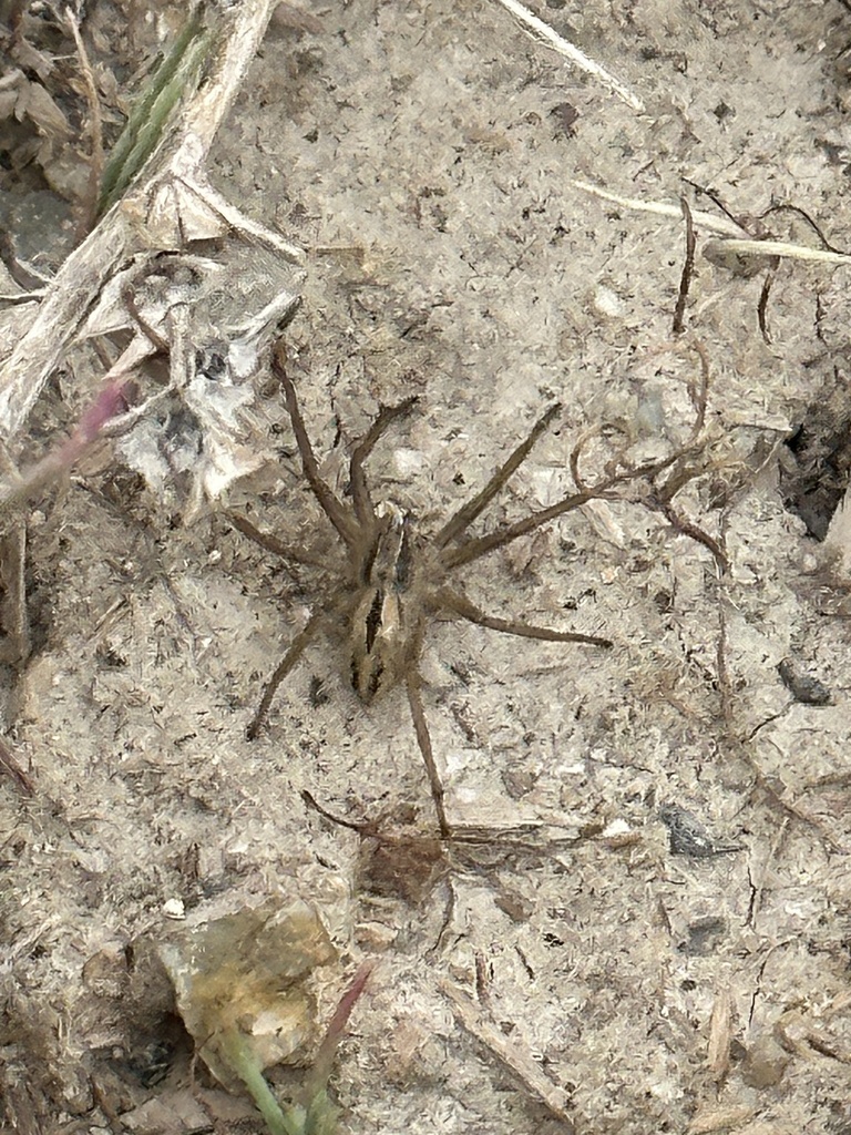 Thanatus from Lehi, UT, US on May 25, 2023 at 03:36 PM by Marcie ...