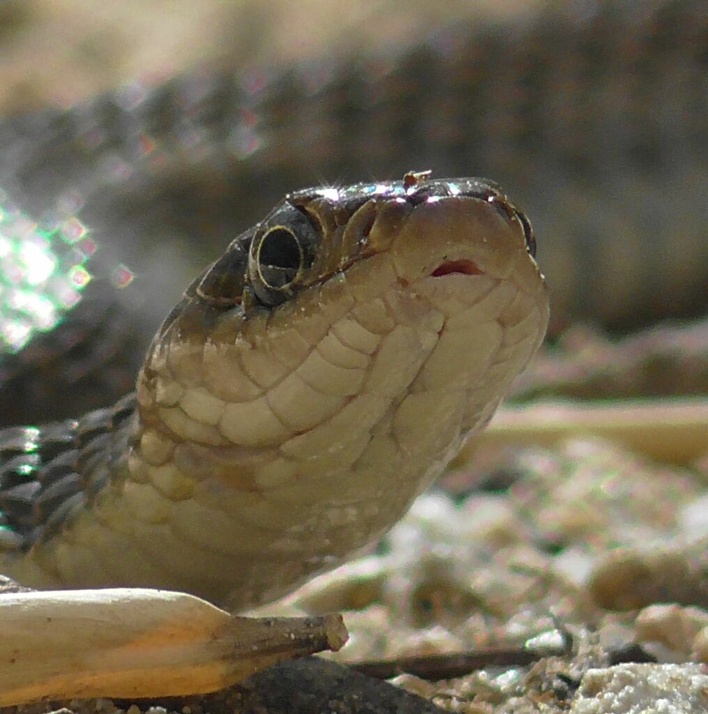 Common keelback from Watsonville QLD 4887, Australia on November 28 ...