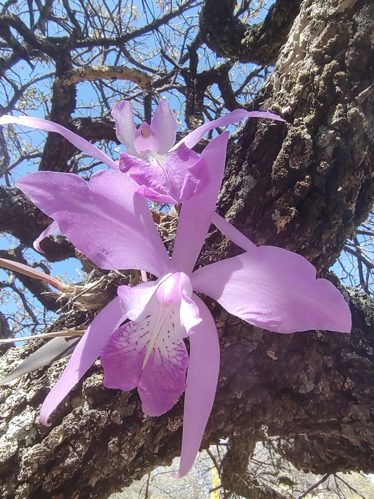Mayflower Orchid in May 2023 by Faviola López Díaz · iNaturalist