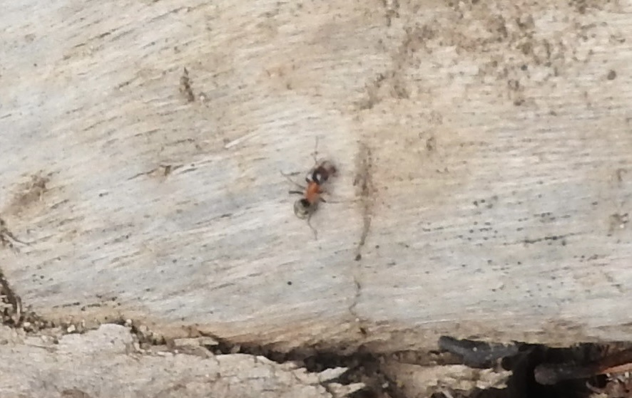 Western Velvety Tree Ant from Topanga State Park, Los Angeles, CA, US ...