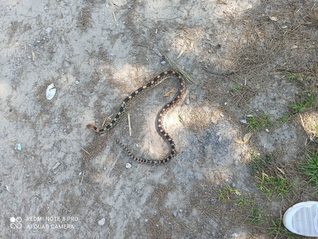 Mexican Bull Snake from Zumpango de Ocampo on May 25, 2023 at 06:53 PM ...