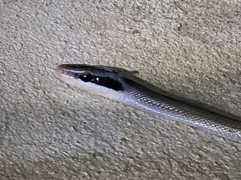 Ridley's Cave Racer from Khlong Sok, Phanom, Surat Thani, TH on May 20 ...