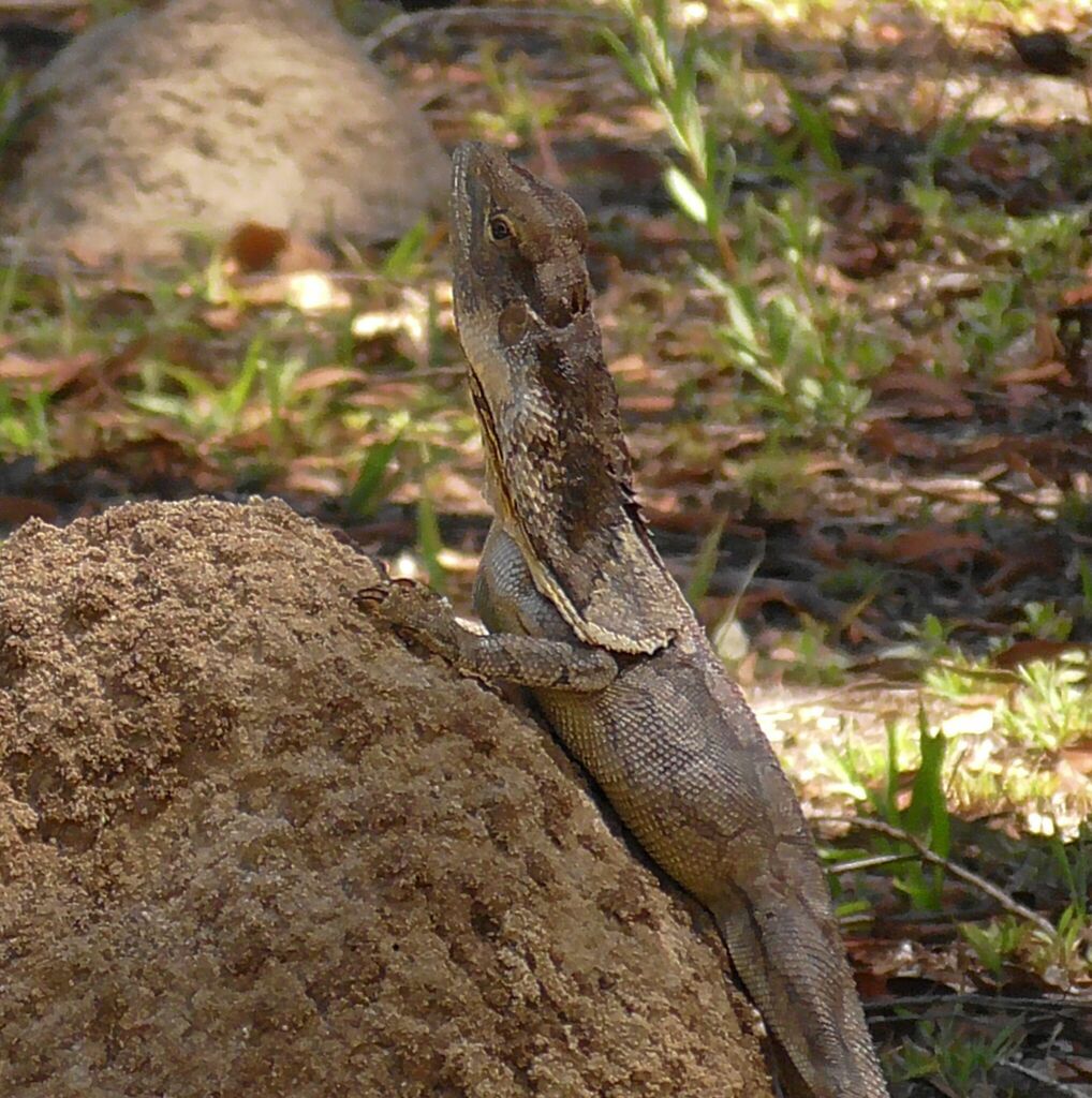 Frilled Lizard from Watsonville QLD 4887, Australia on November 17 ...