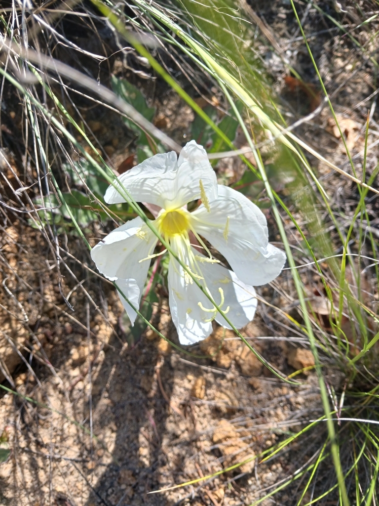 Paria evening-primrose from Aztec, NM 87410, USA on May 23, 2023 at 09: ...