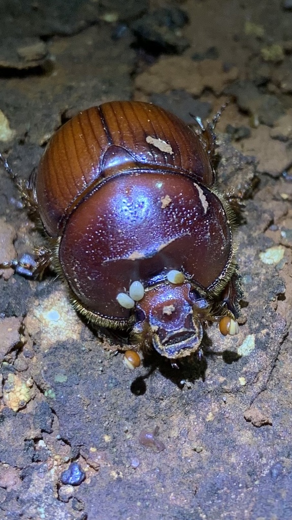 Blackburnium sloanei from Weribone, QLD, AU on May 25, 2023 at 08:03 PM ...