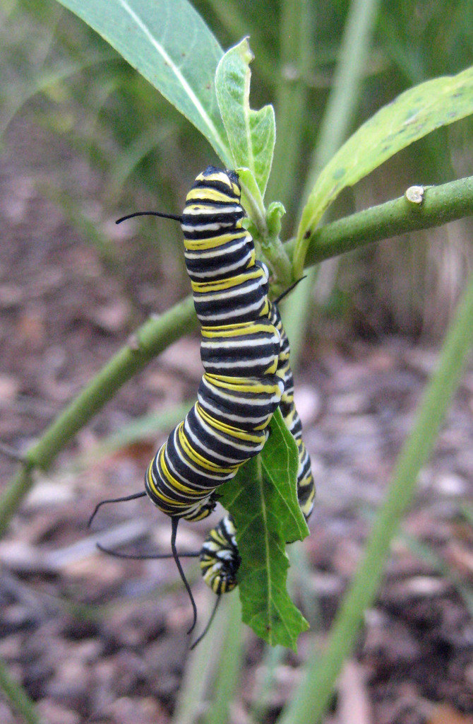 Monarch from Pine Mountain, GA on September 20, 2012 by Curt Lehman ...