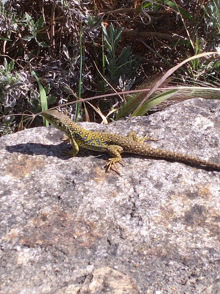 Ocellated Lizard from 2810-262 Almada, Portugal on April 24, 2023 at 10 ...