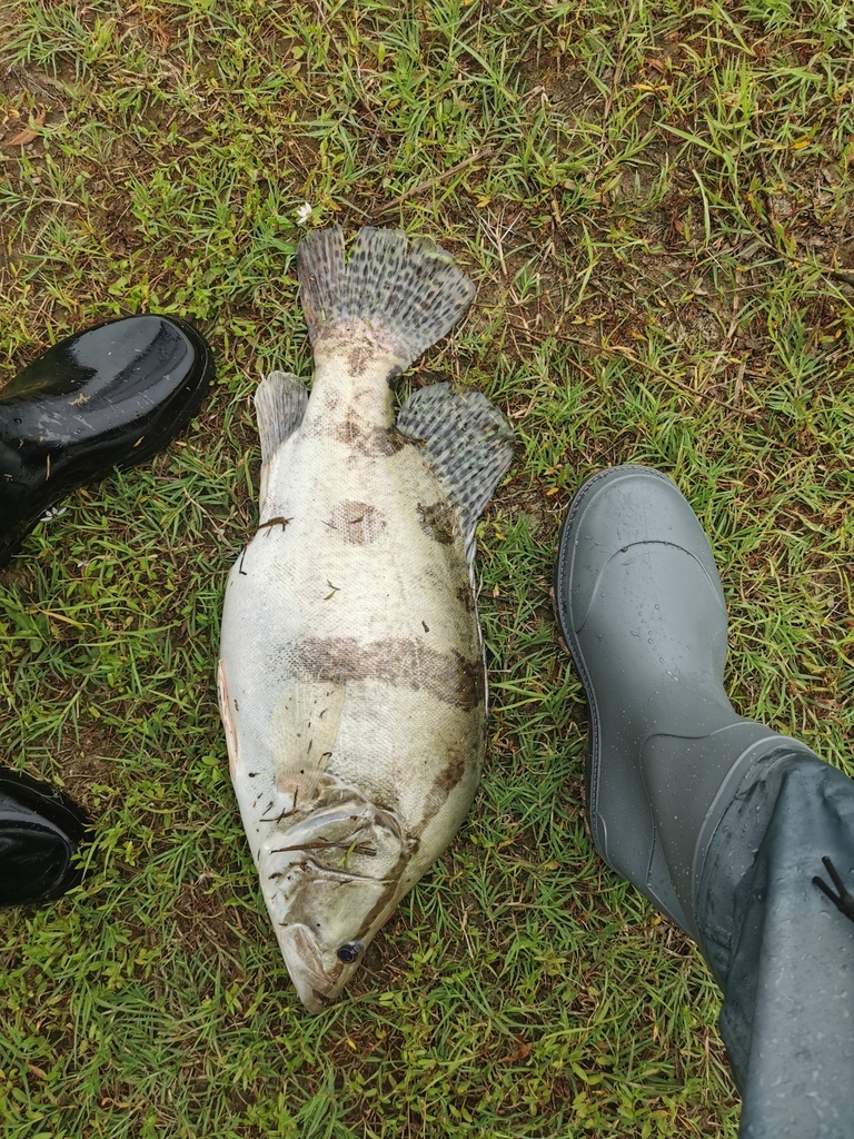 Chinese Perch from 安徽省合肥市庐阳区三十岗乡G4001合肥绕城高速 on May 26, 2023 at 03:54 PM ...