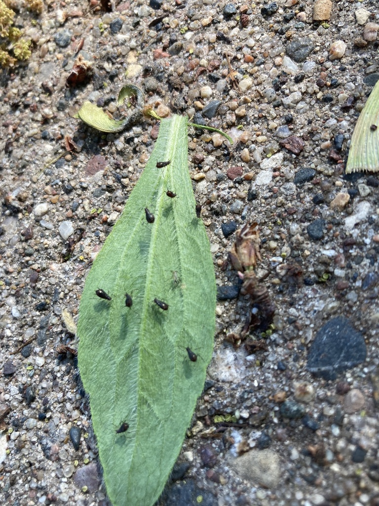 Winged and Once-winged Insects from Minneapolis-Saint Paul ...