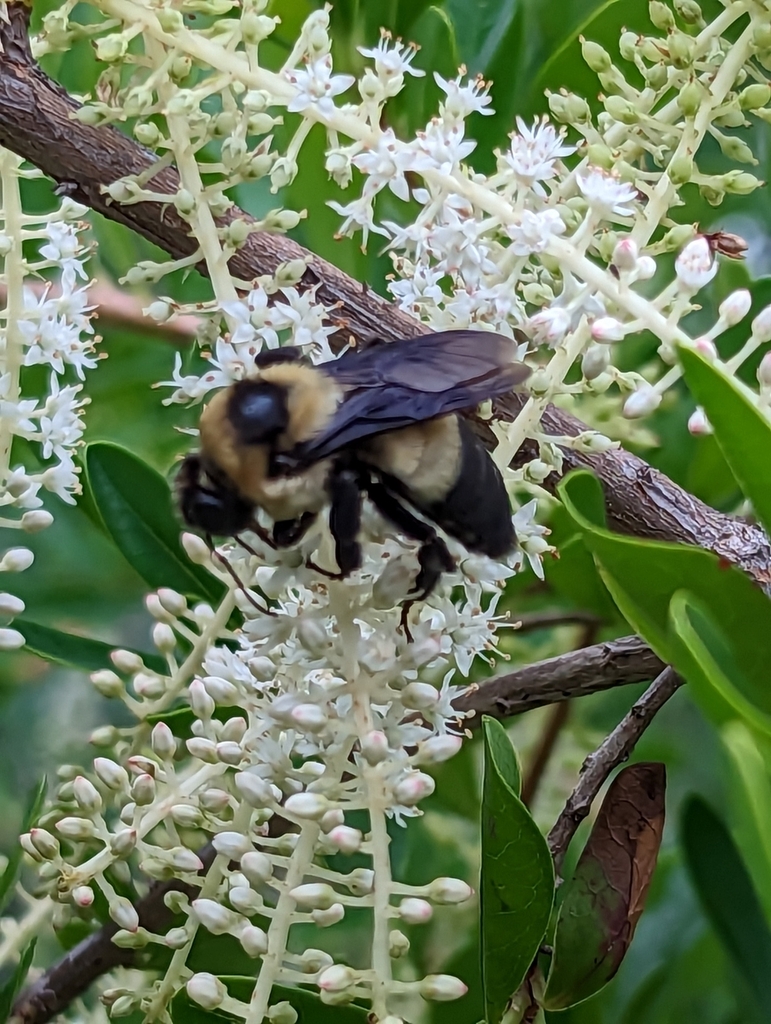 Southern Plains Bumble Bee from Monticello, FL 32344, USA on May 26 ...