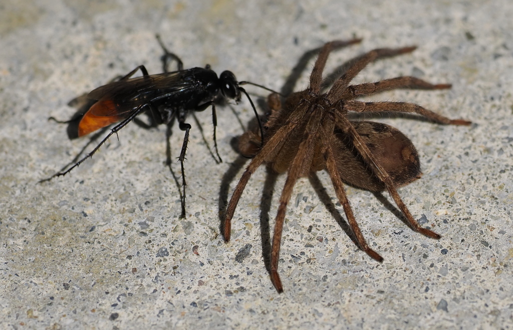 Huntsman Spiders in May 2023 by S. Dowell. Spider · iNaturalist