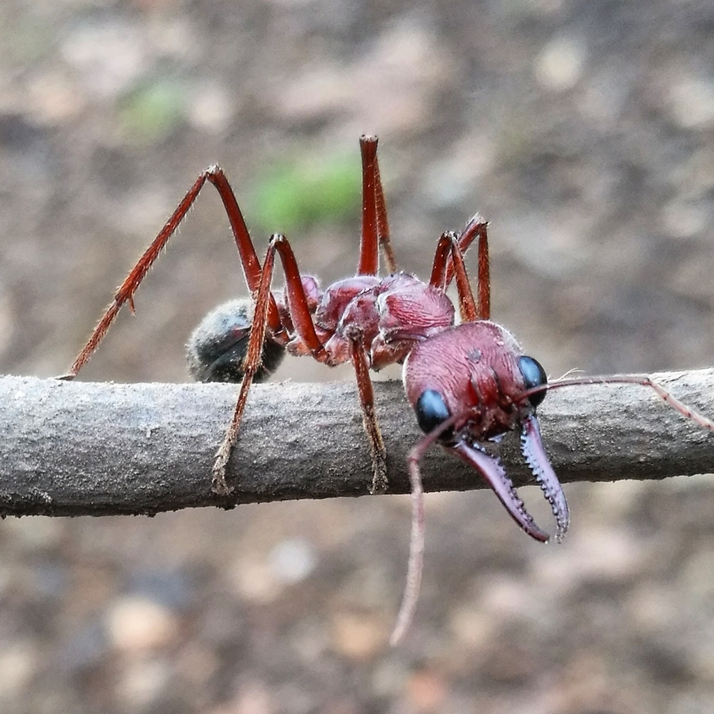 Bull Ants from Tabulam on October 14, 2017 by Mélanie · iNaturalist