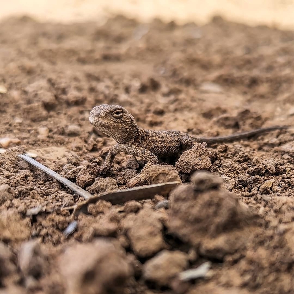 Earless Dragons from Nevertire on March 24, 2019 by Mélanie · iNaturalist