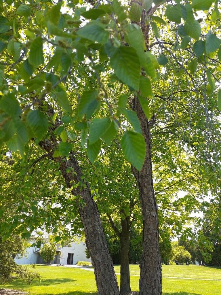 river birch from Fond du Lac on May 26, 2023 at 02:22 PM by Emalee ...