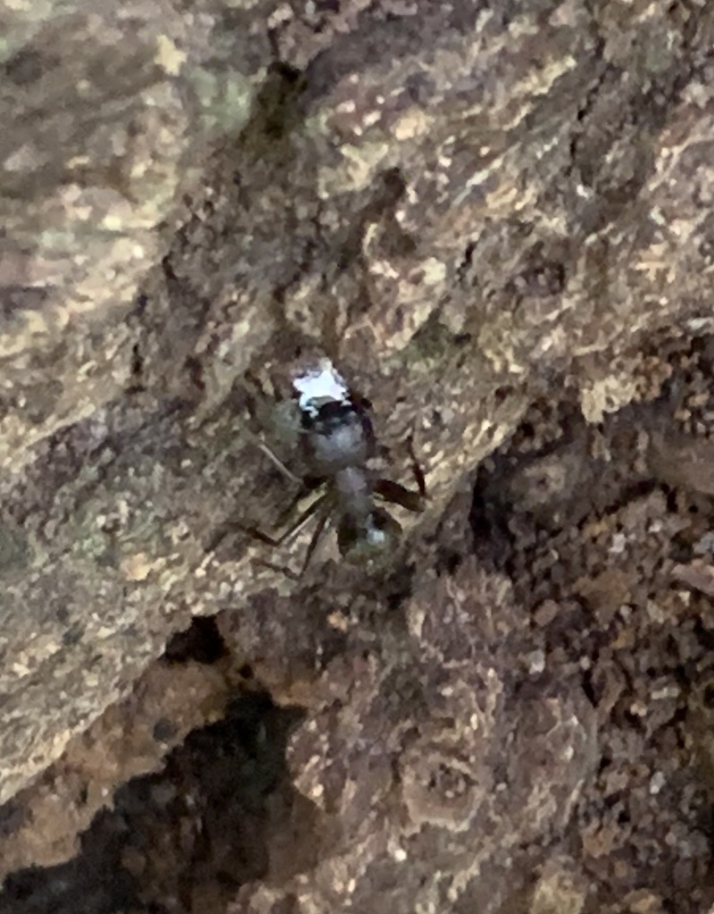 Carpenter Ants, Typical Sugar Ants and Allies from Angleton, TX, US on ...