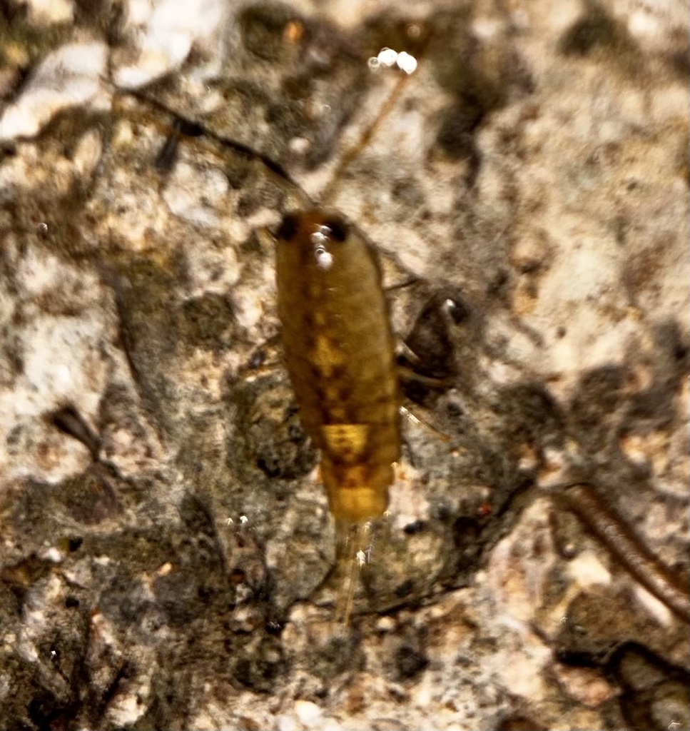 Sea Slaters from Halul on May 16, 2023 at 08:57 PM by peterraskmoller ...