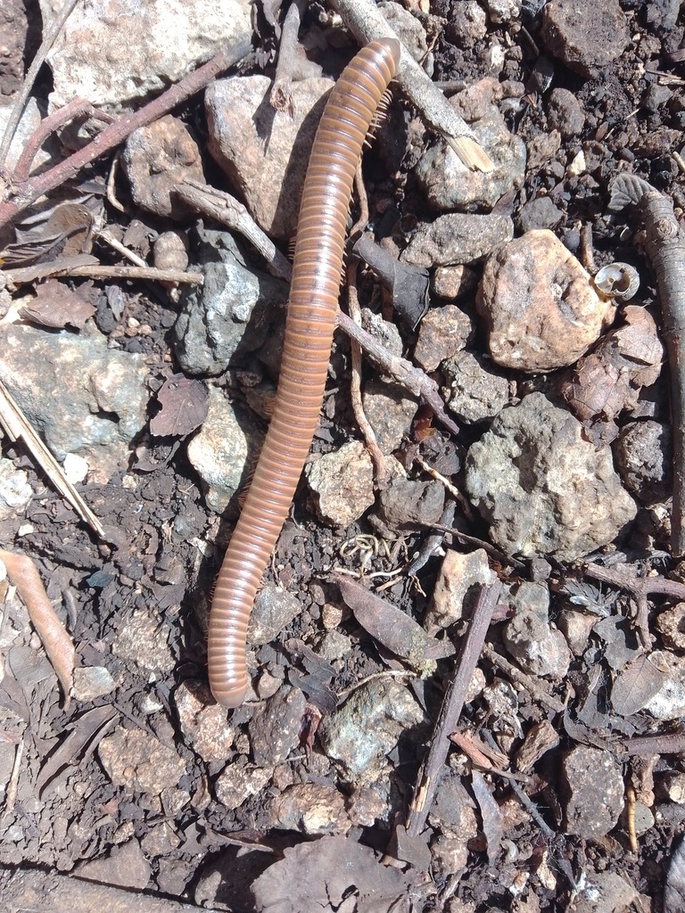 Round-backed Millipedes from Ucú Municipality, Yucatan, Mexico on March ...