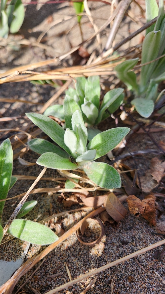 flowering plants from Péribonka, Quebec, QC G0W 2G0, Canada on May 25 ...