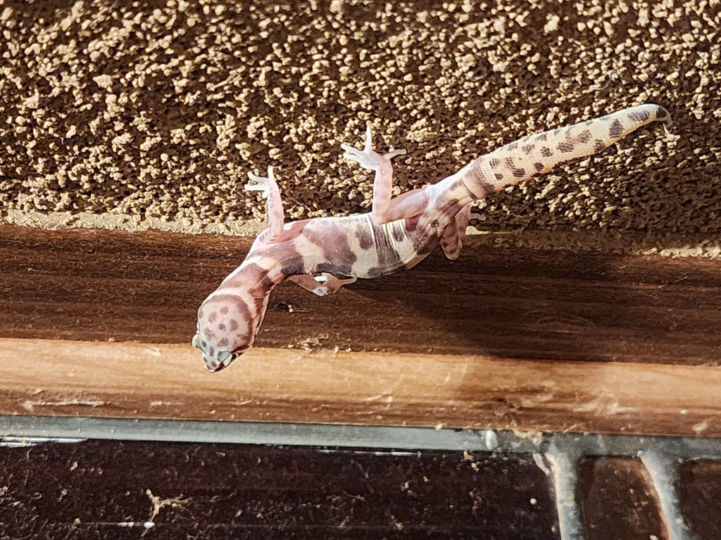 Western Banded Gecko from Cave Creek, AZ 85331, USA on May 22, 2023 at ...