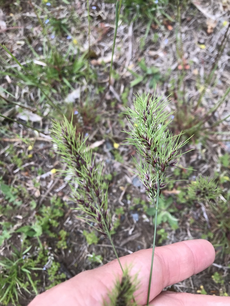 Bulbous Bluegrass from Morash Park, Halifax, NS, CA on May 26, 2023 at ...