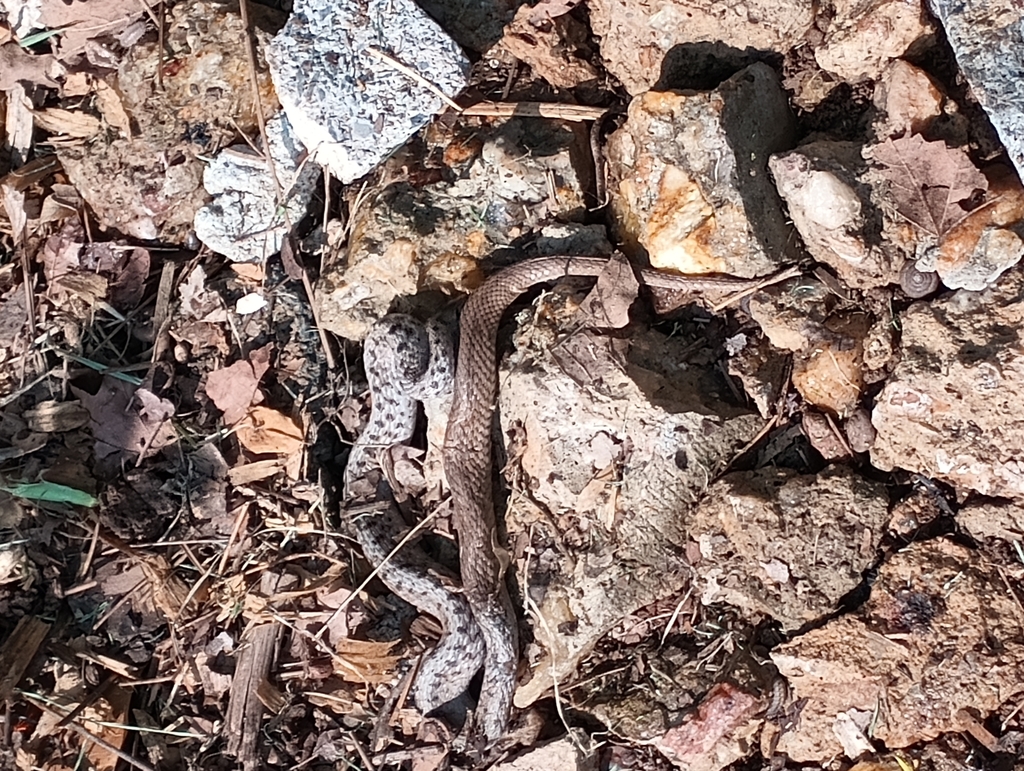 DeKay's Brownsnake from 30117 on May 25, 2023 at 10:21 AM by Liz Mulkey ...