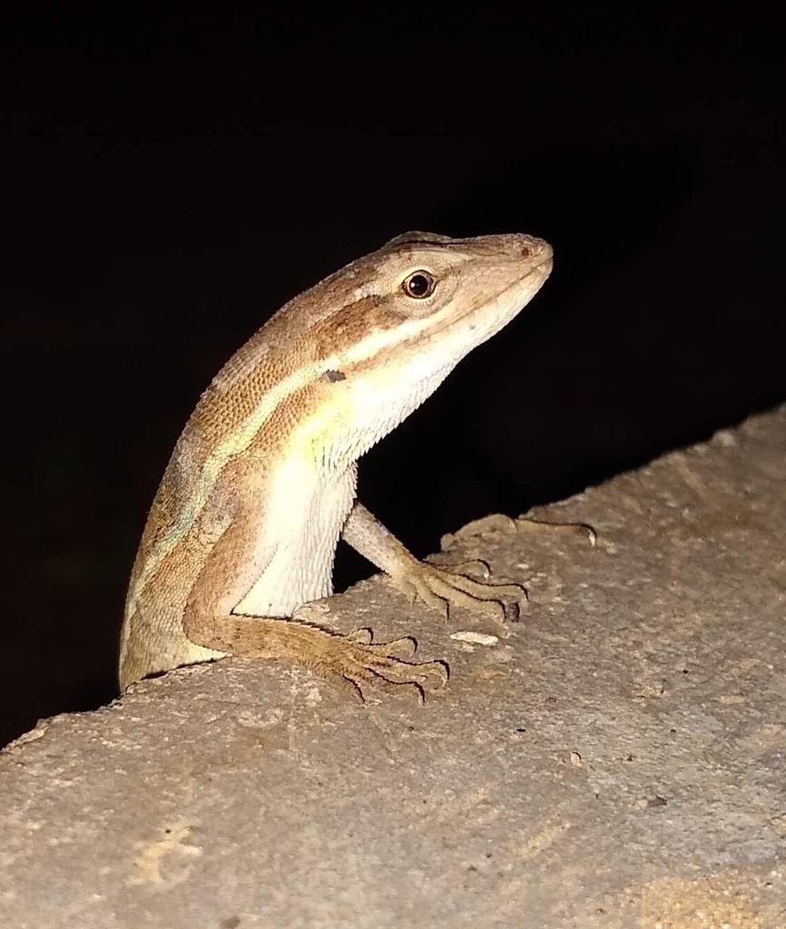 Grass Anole from LA LOMA, Supía, Caldas, Colombia on October 28, 2020 ...