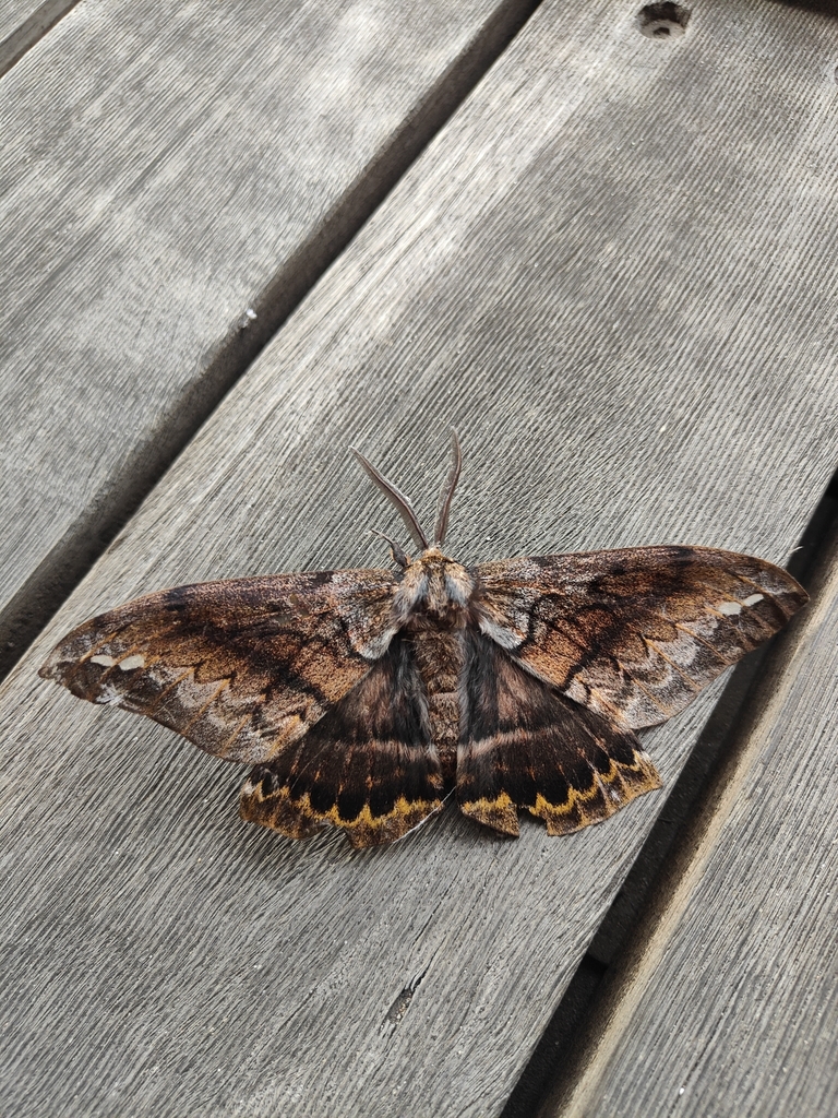 Batwing Moth from Bangor NSW 2234, Australia on May 26, 2023 at 02:20 ...