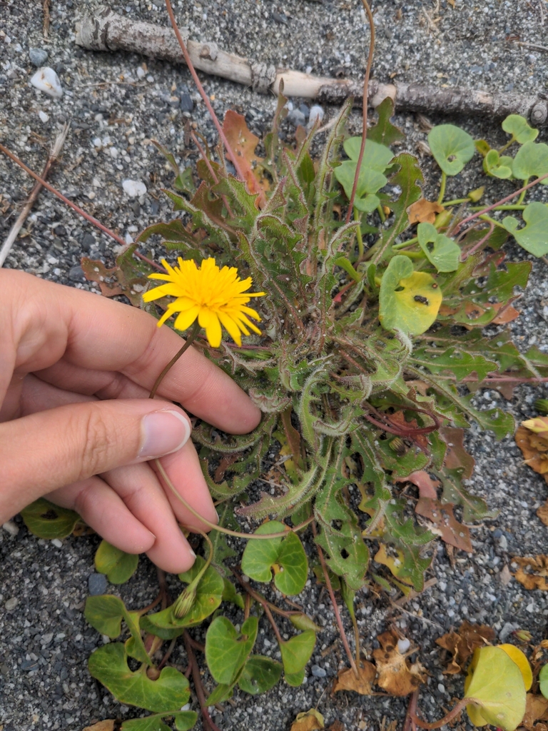 Hypochaeridinae from Trinidad on May 26, 2023 at 03:06 PM by Hannah ...