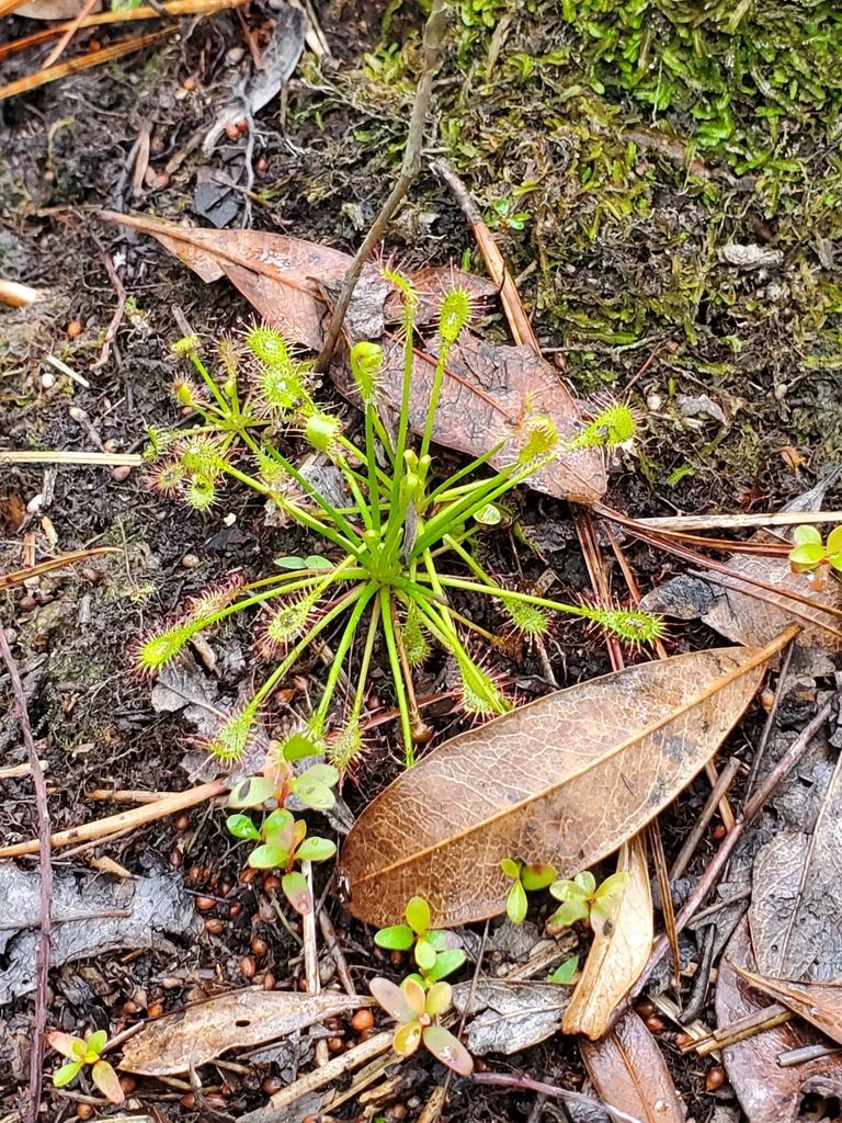spoonleaf sundew in May 2023 by Joel Schlaudt · iNaturalist