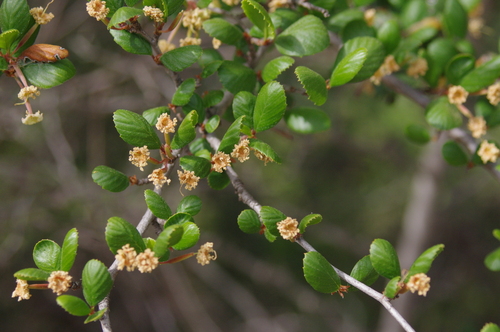 Subspecies Cercocarpus montanus minutiflorus · iNaturalist