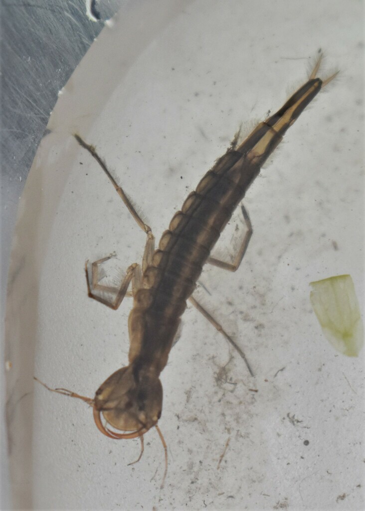 Dytiscus from Habitat Conservation Area, Regina, SK, Canada on May 26 ...