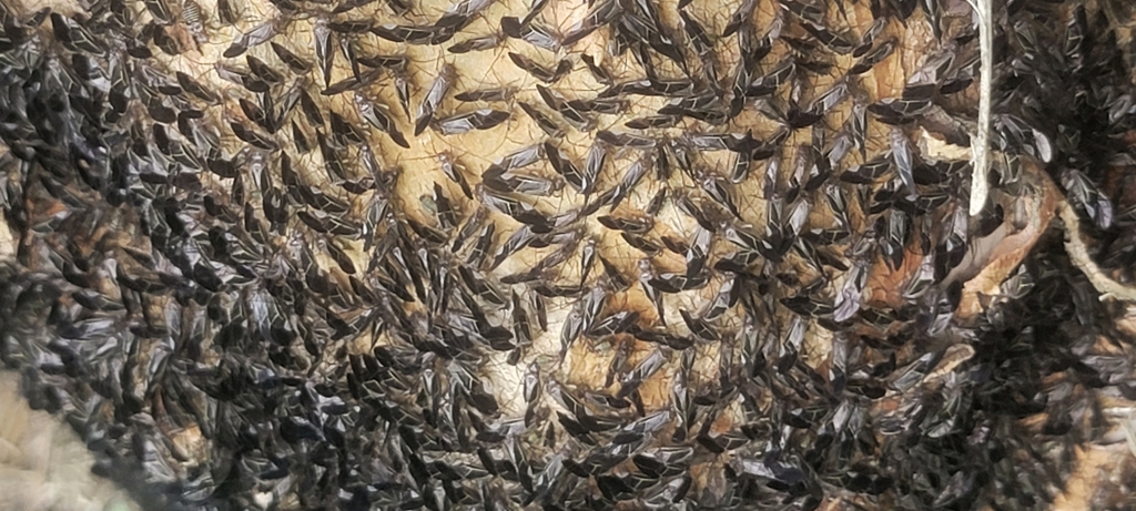 Tree Cattle from Humble, TX 77339, USA on May 26, 2023 at 05:24 PM by ...