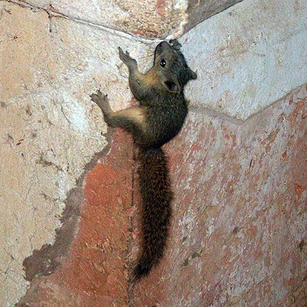 Irrawaddy Squirrel from Bagan, Myanmar on March 13, 2008 at 06:55 PM by ...