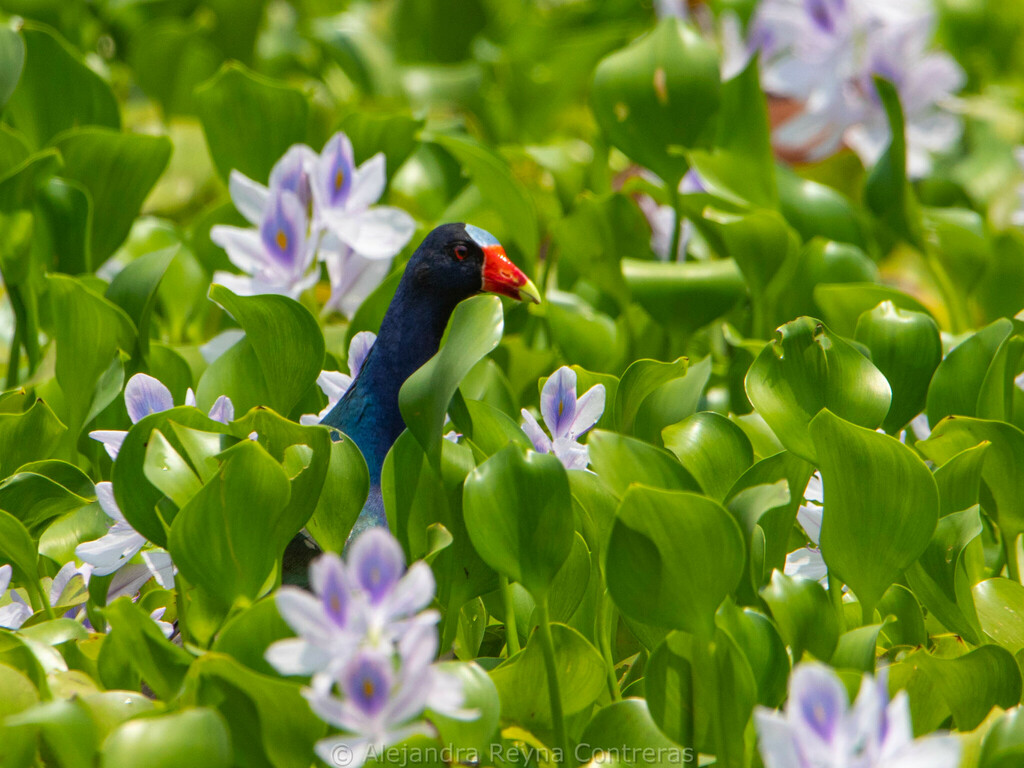Purple Gallinule in May 2023 by Alejandra Reyna Contreras · iNaturalist