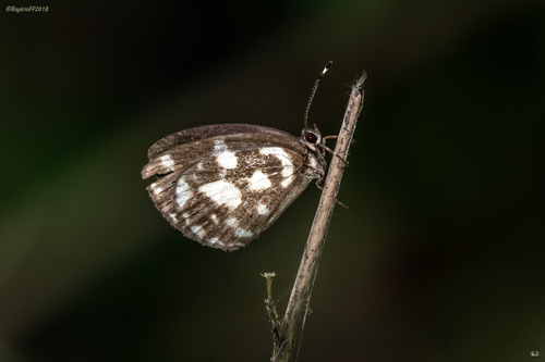 Falcuna hollandi · iNaturalist
