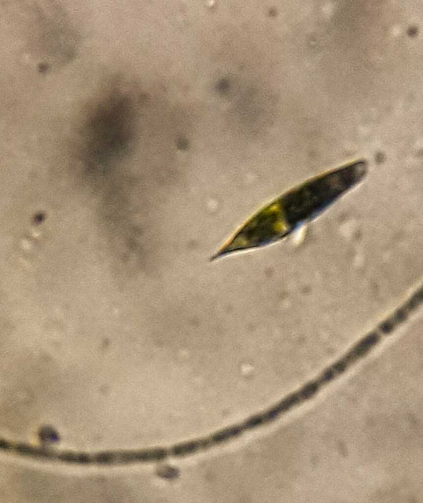 Euglenaceae from Azcapotzalco, Mexico City, CDMX, Mexico on May 26, 2023 at 04:31 PM by Enrique ...