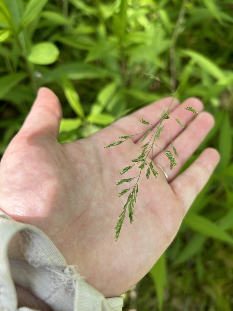 Pooideae from University of Wisconsin - Green Bay, Green Bay, WI, US on ...