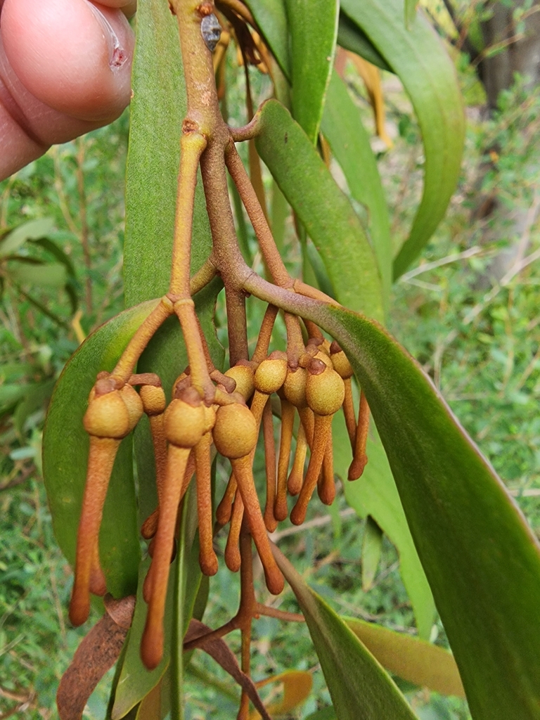drooping mistletoe from Fingal VIC 3939, Australia on May 27, 2023 at ...