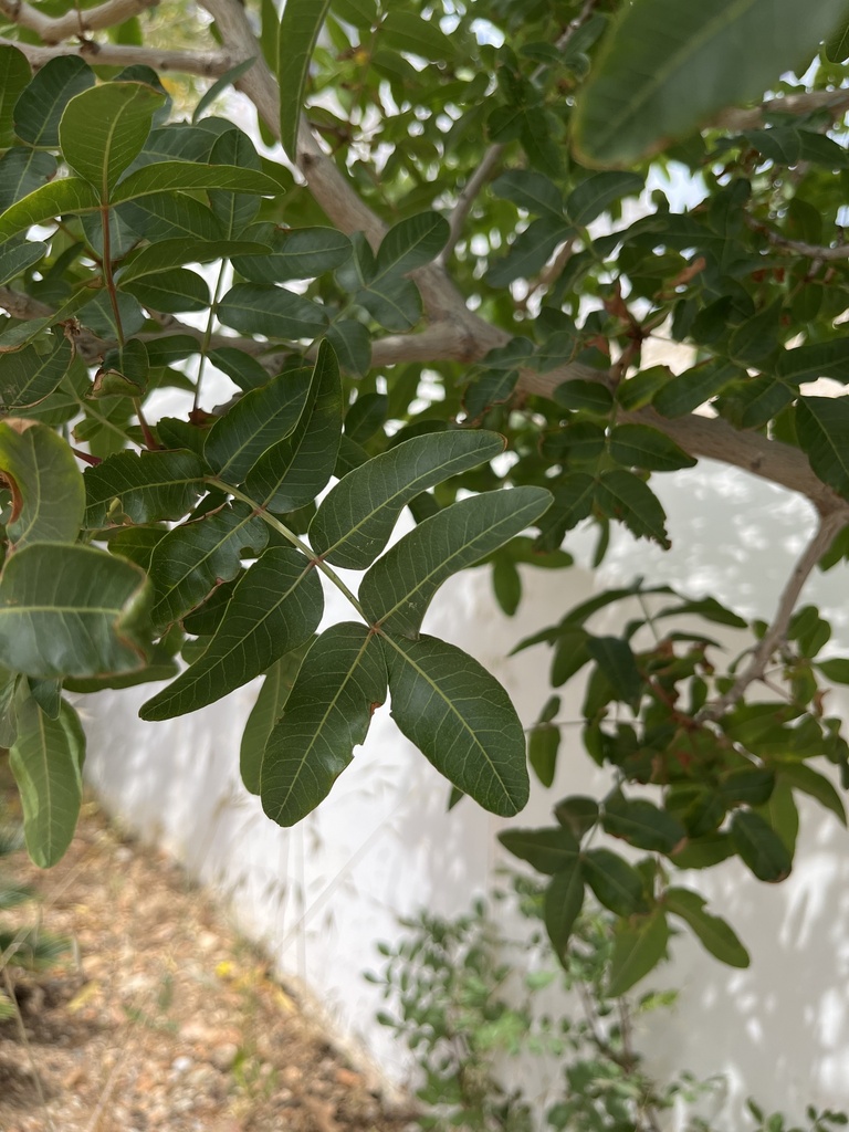 Mount Atlas mastic tree from Chalki, Chalki, South Aegean, GR on May 27 ...
