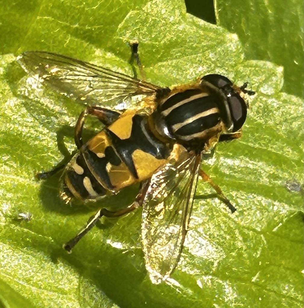 Sun Fly from Zealand, Holte, Capital Region of Denmark, DK on May 27 ...