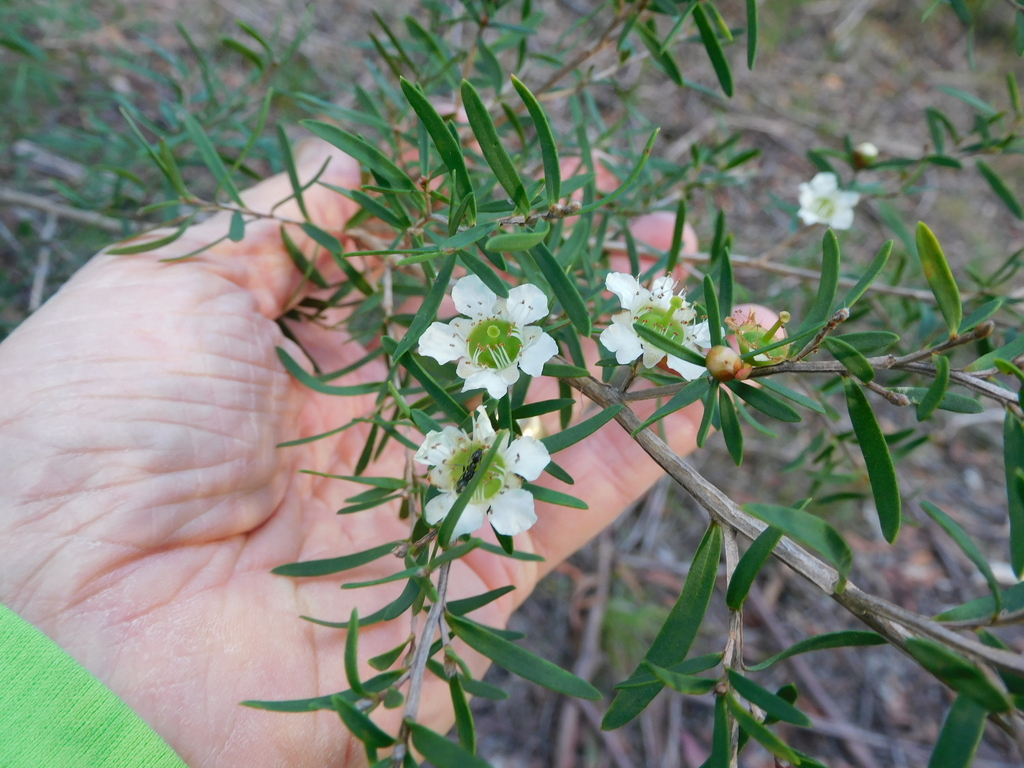 Tantoon from Bowen Mountain NSW 2753, Australia on May 21, 2023 at 02: ...