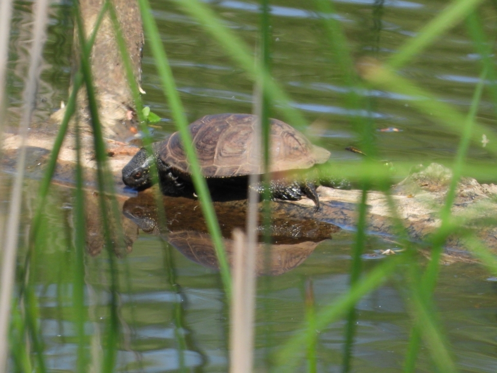 European Pond Turtle in May 2023 by Andrew Simon · iNaturalist