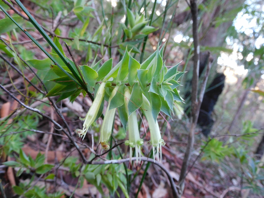 Styphelia laeta from Bowen Mountain NSW 2753, Australia on May 21, 2023 ...