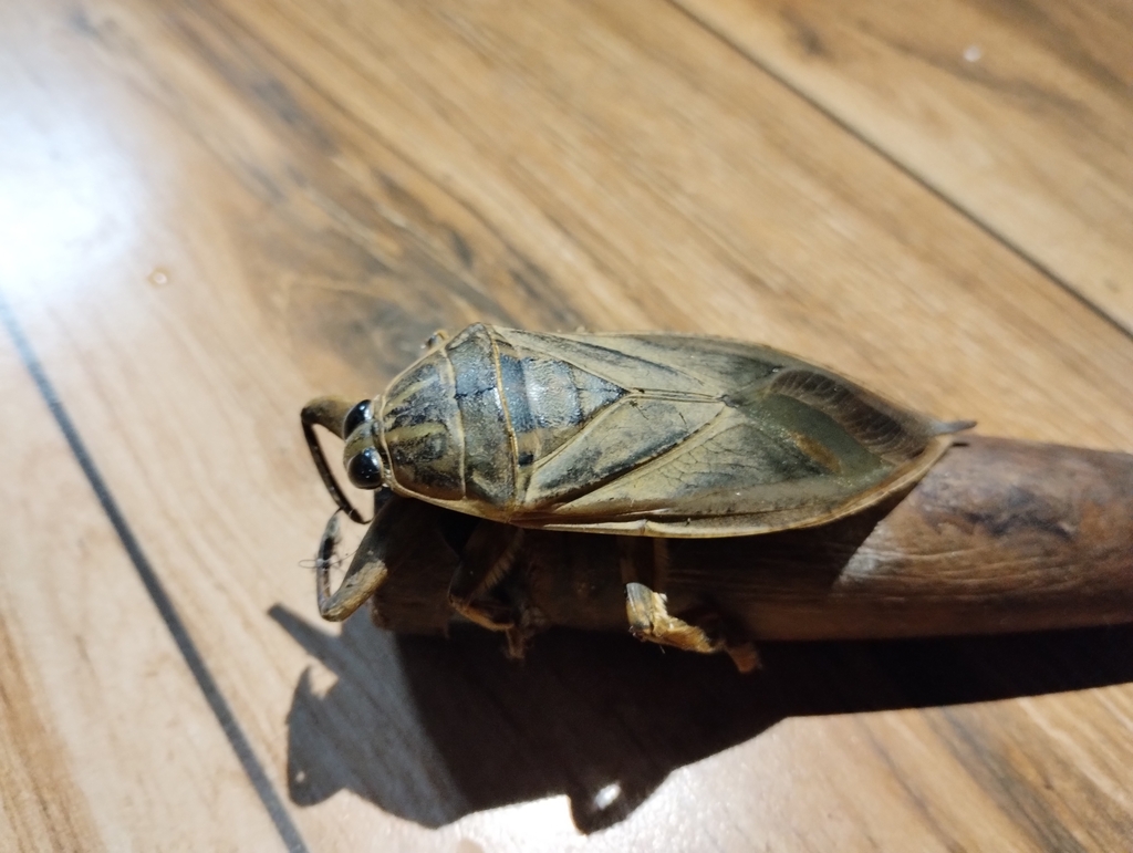 Asian Giant Water Bug from Kerala 685612, India on August 24, 2022 at ...