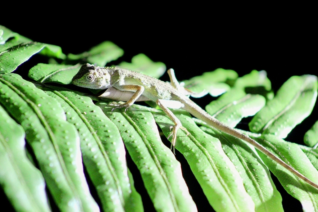 Diploderma polygonatum polygonatum in May 2023 by dobbby · iNaturalist