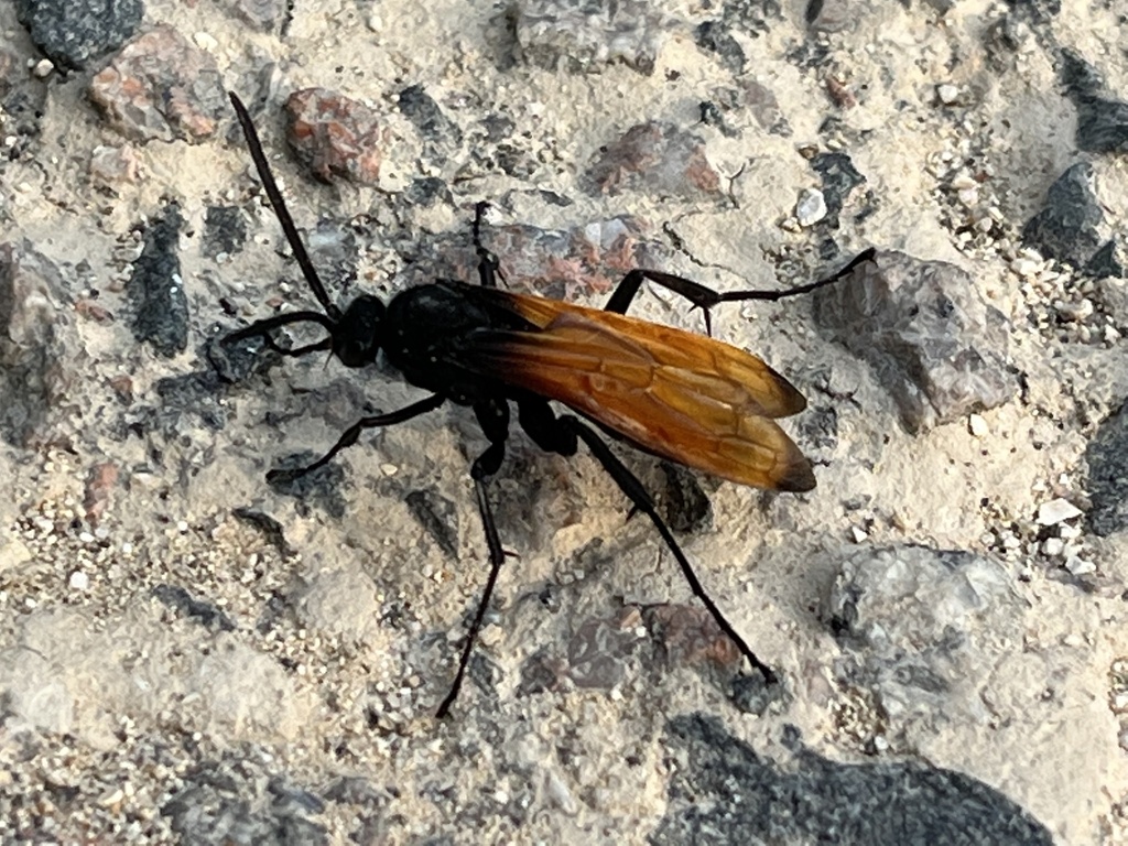 Thisbe's Tarantula-hawk Wasp from Italy, TX, US on May 27, 2023 at 08: ...